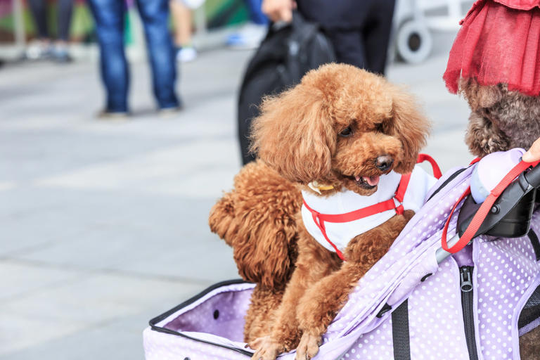 America’s favorite dog breed is almost definitely not what you’d expect