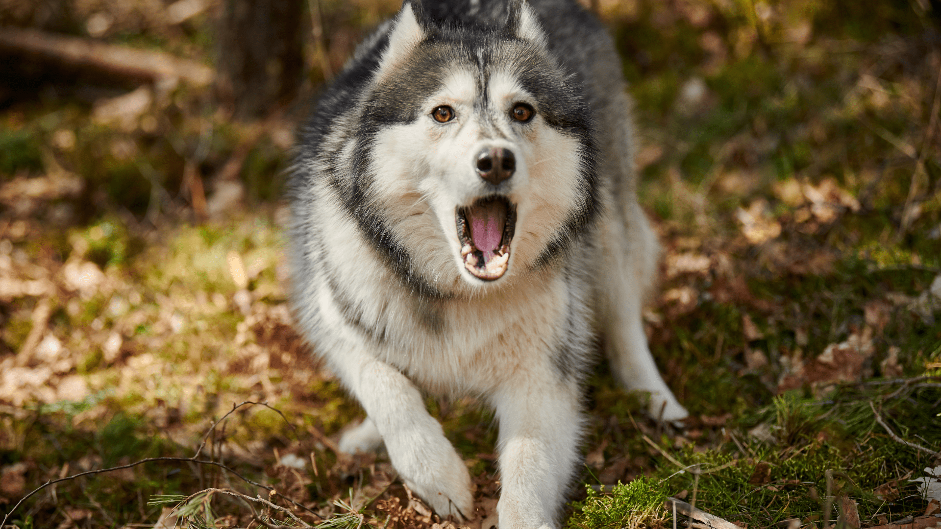 The 10 ‘Healthy' Dog Routines That Are Actually Harmful