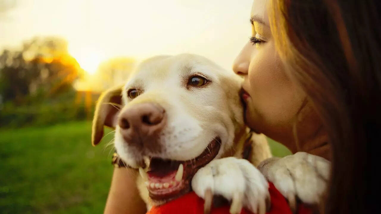10 dog breeds that are most suitable for hot-humid climate