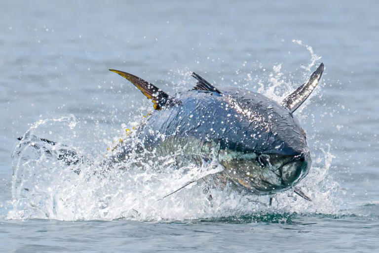 World’s most expensive fish spotted hunting in UK waters