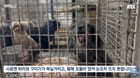 Over 100 cases of 'dog STD' found at breeding farm in Ganghwa County