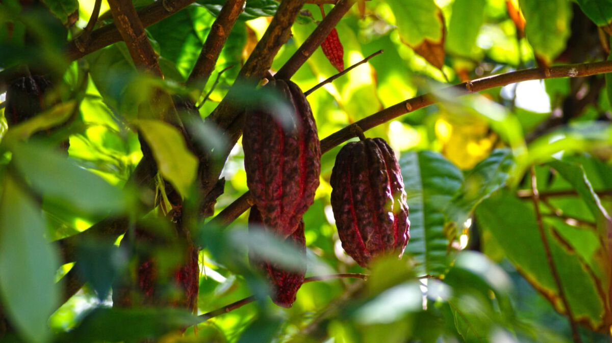 Nestlé heeft patent op meer chocolade uit een boon