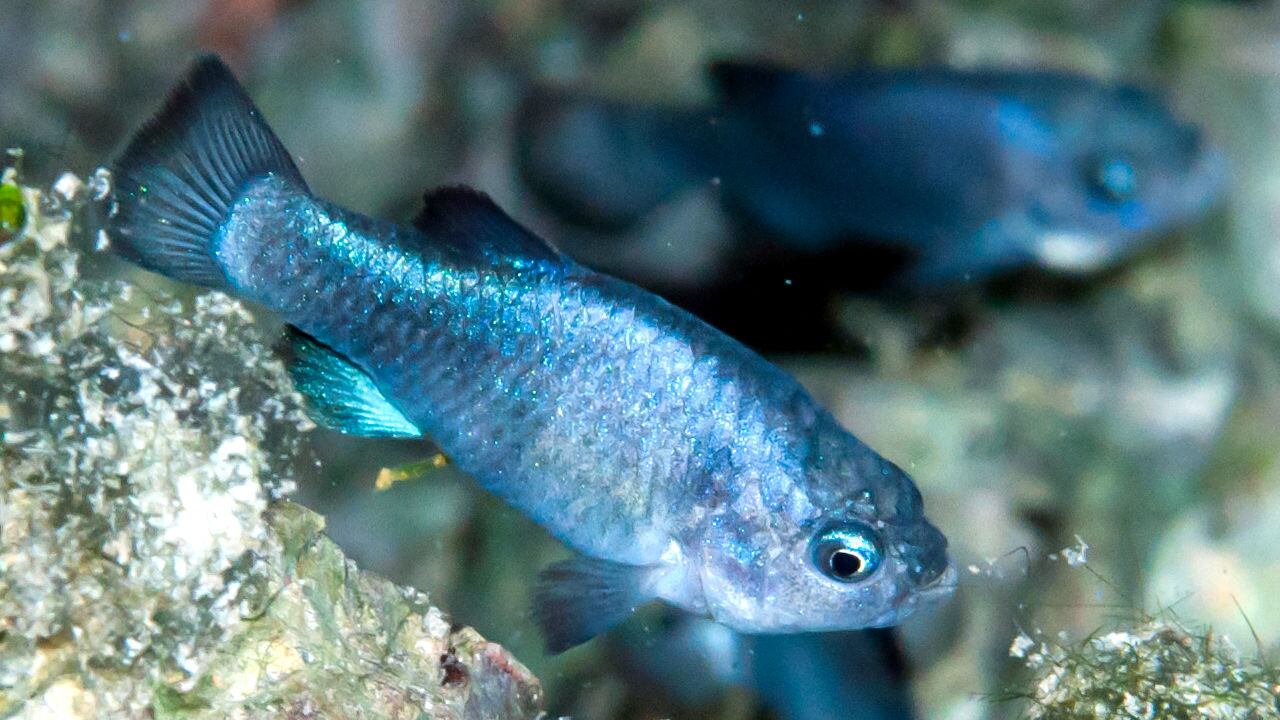 Rarest fish population plummets after world earthquakes rattle Nevada ...