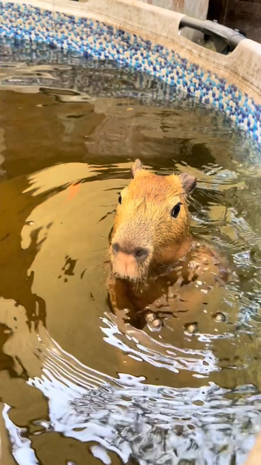 Capybara Swimming Skills Fun Facts with Cheesecake the Capybara