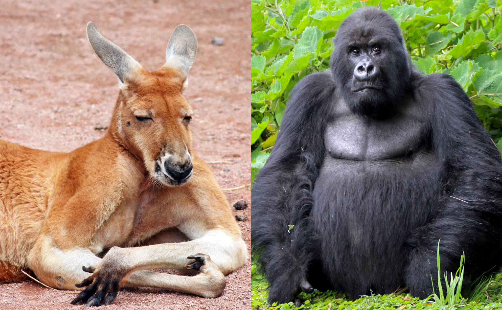 Les géants du règne animal