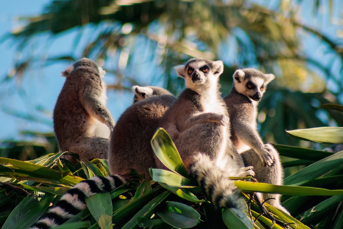 Why longer thumbs in primates were pivotal to human evolution