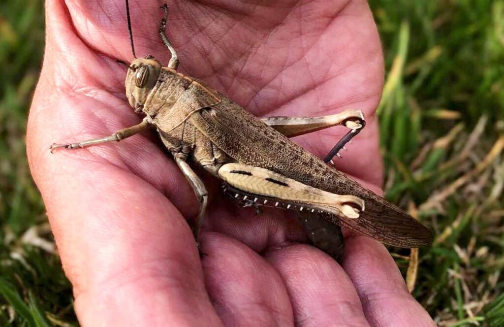 Egyptian locust spotted in UK garden after Sahara winds
