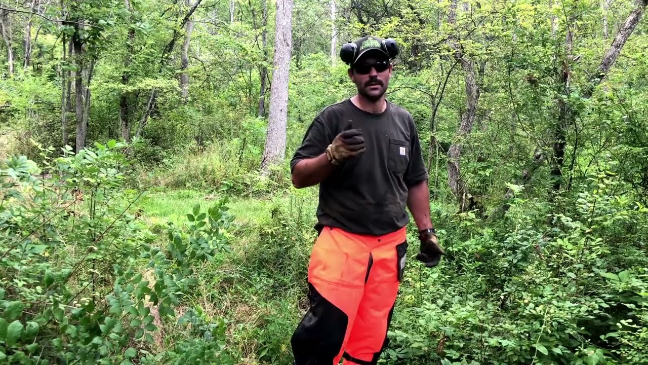 Cutting Trails Through The Forest