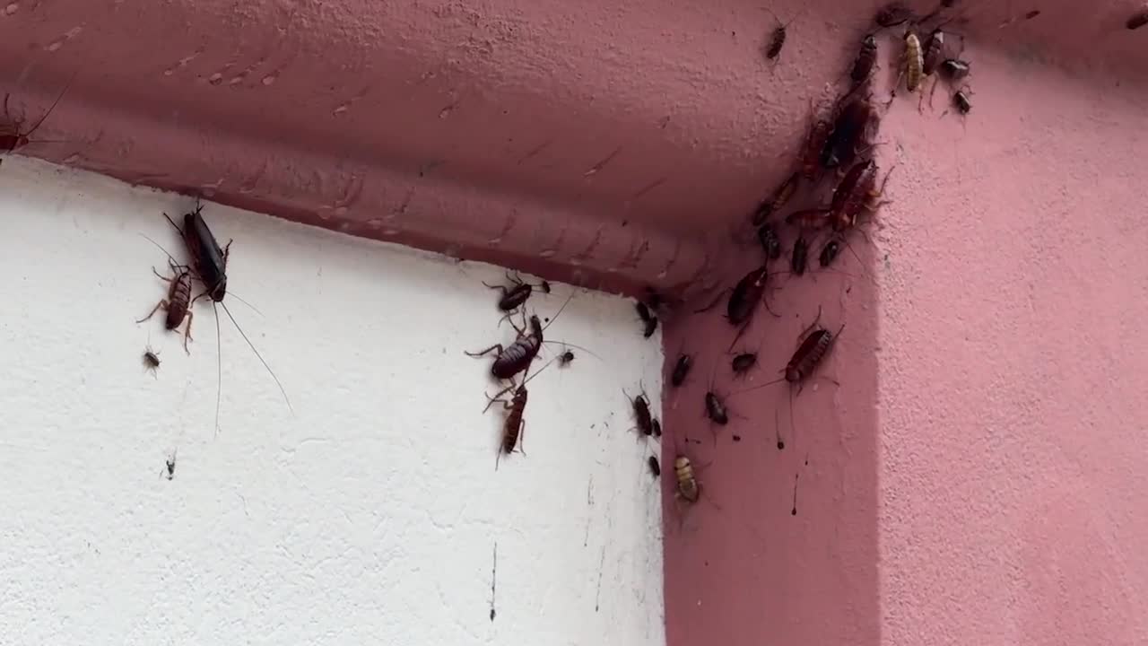 Tourists horrified as floods drive cockroaches and centipedes up walls ...