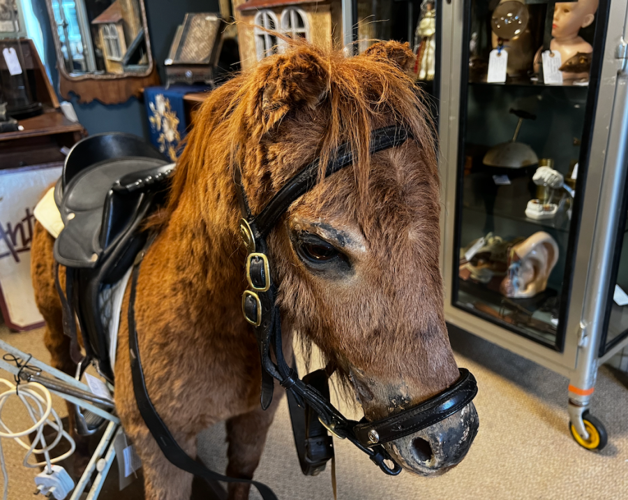 Taxidermy Shetland pony up for sale at antiques centre