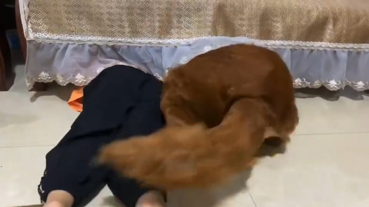 Dog and little girl play hide and seek under table in Fujian, China