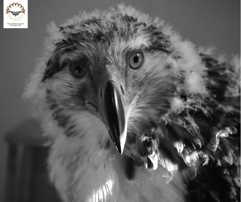 Securing Our Future: Riley’s Passing Renews Call to Save the Philippine ...