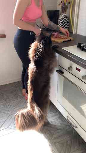 Beautiful Maine Coon Cat Relaxing in the Sunlight
