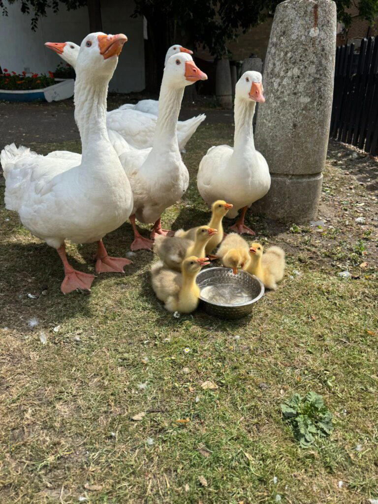 The gaggle of geese ruling a market town and stealing locals’ hearts