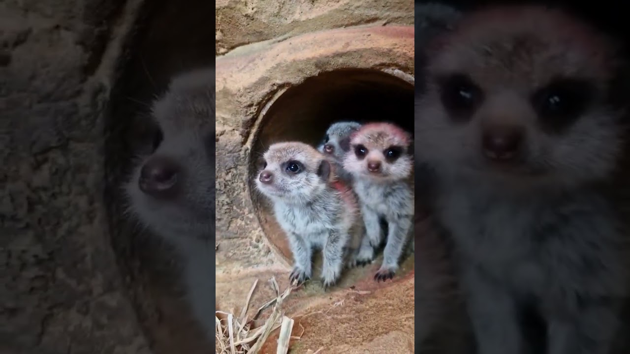 Watch adorable meerkat pups playing outside their cozy burrow