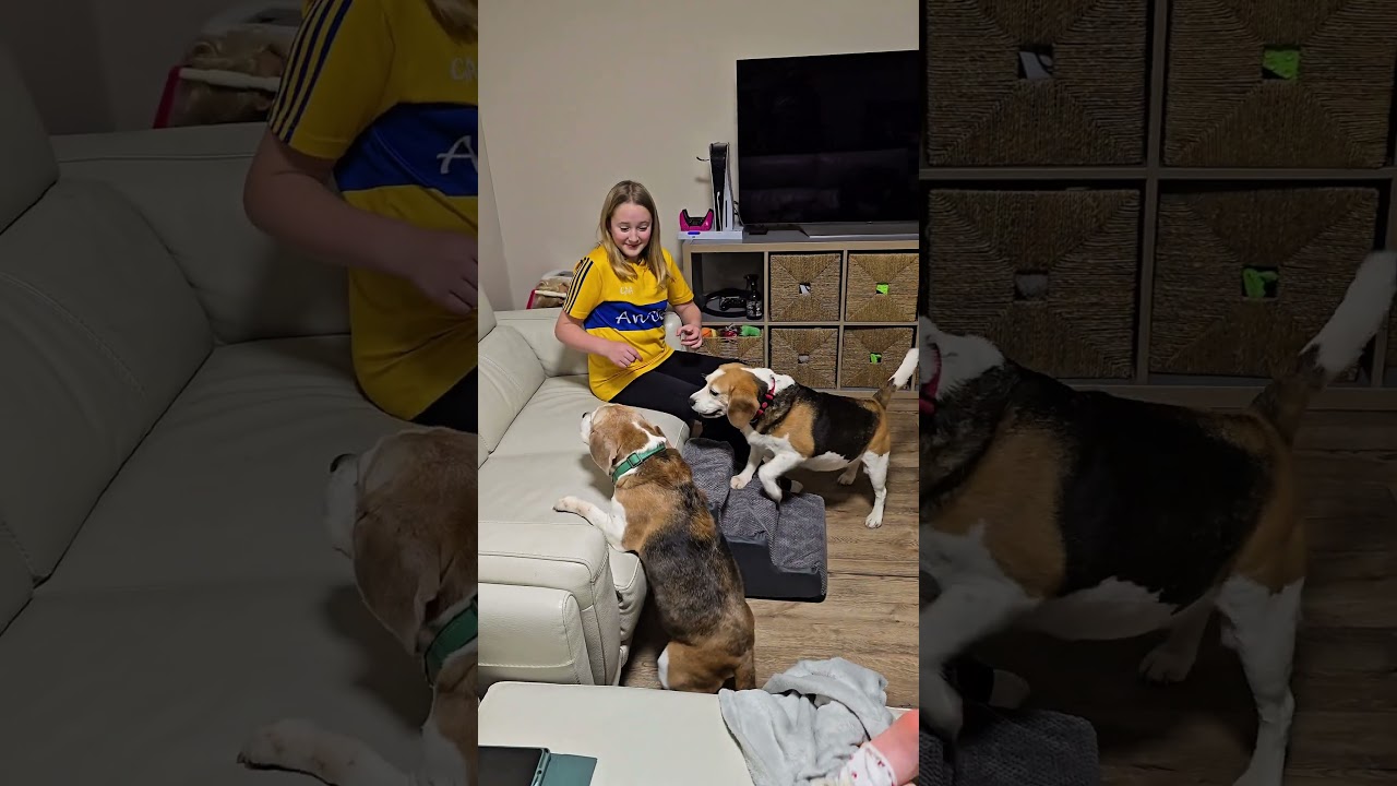 Beagles figuring out the stairs for the very first time