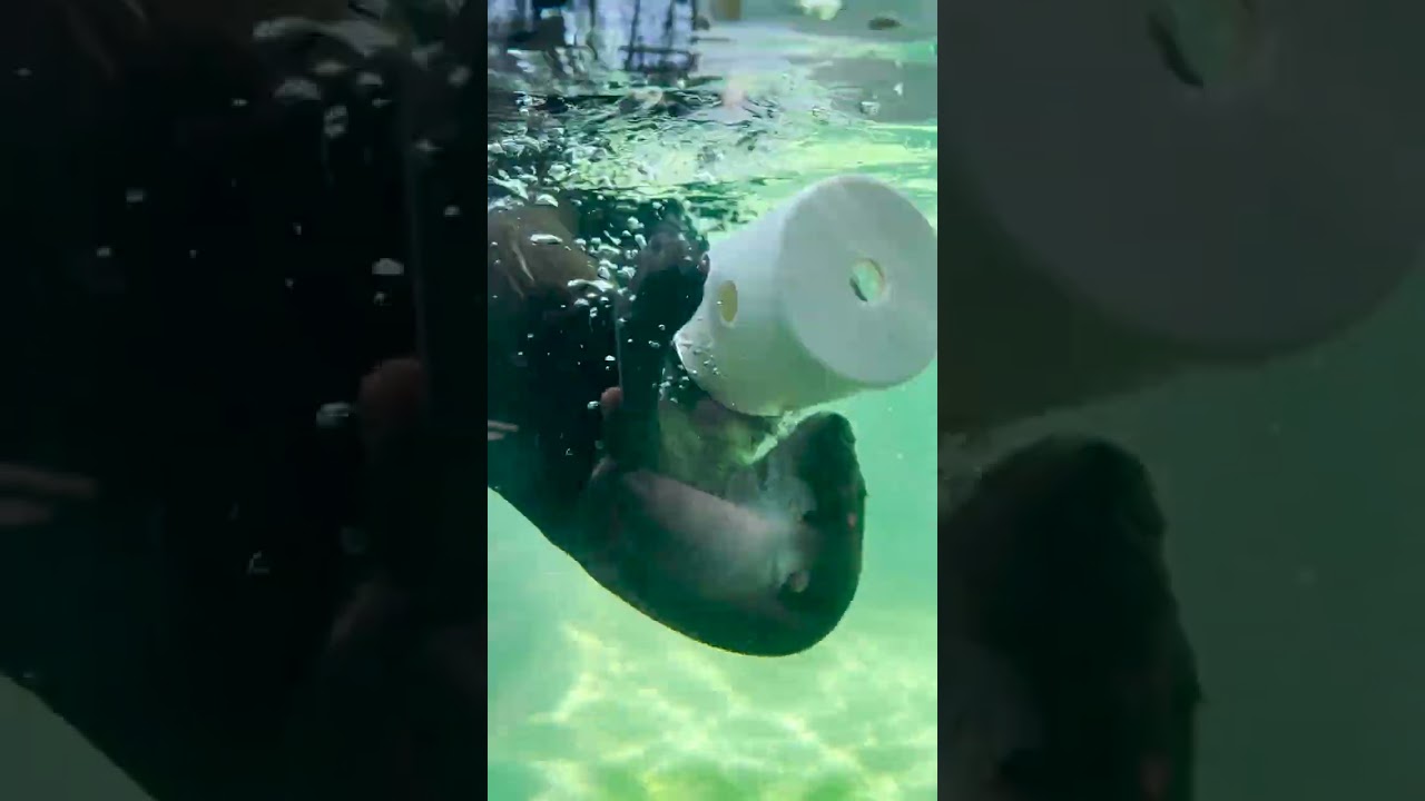 Otters show off amazing water skills in playful antics