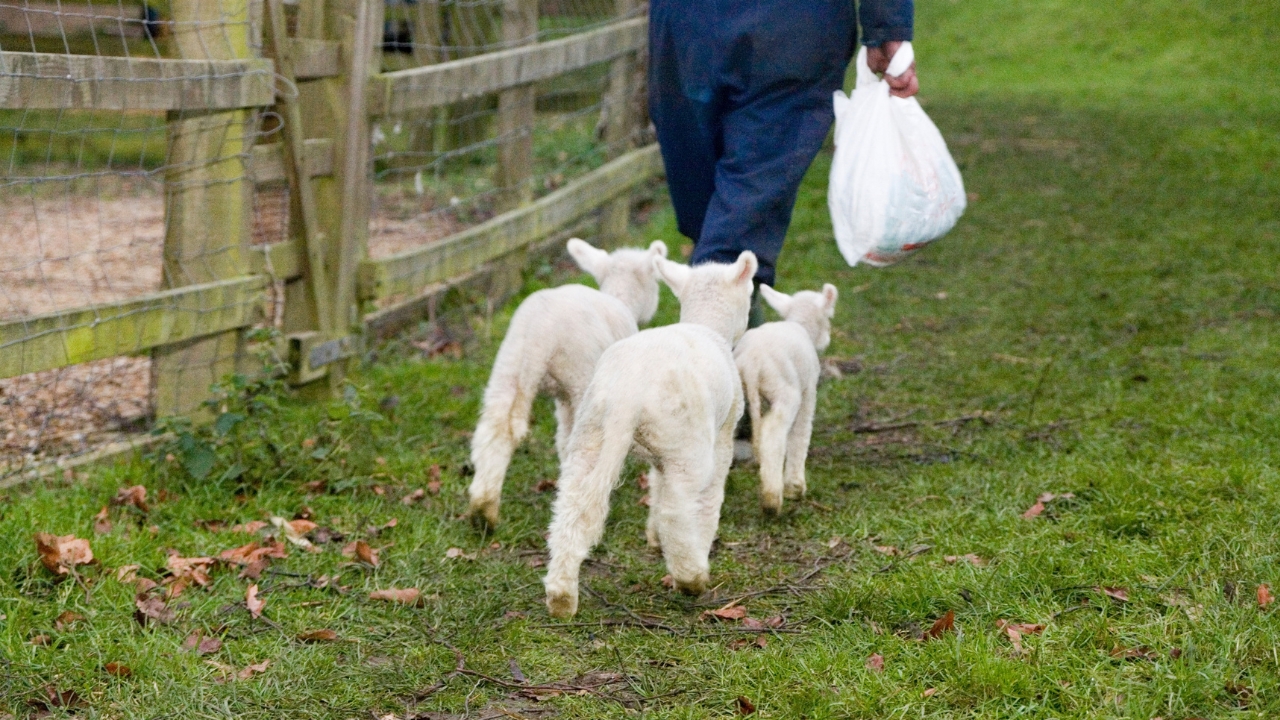 7 Animals That Follow You Around Like a Shadow
