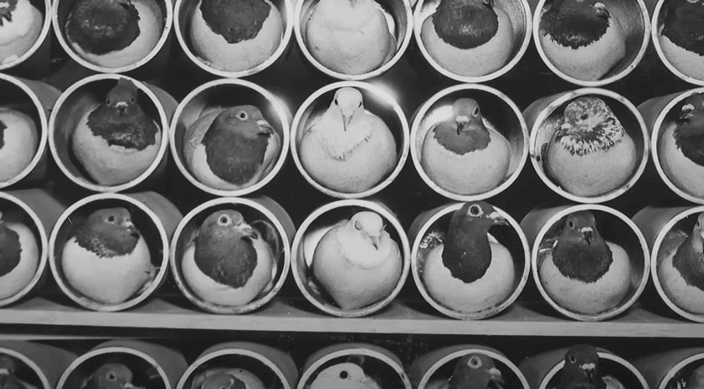 The true story of WWII’s pigeon-controlled bombs