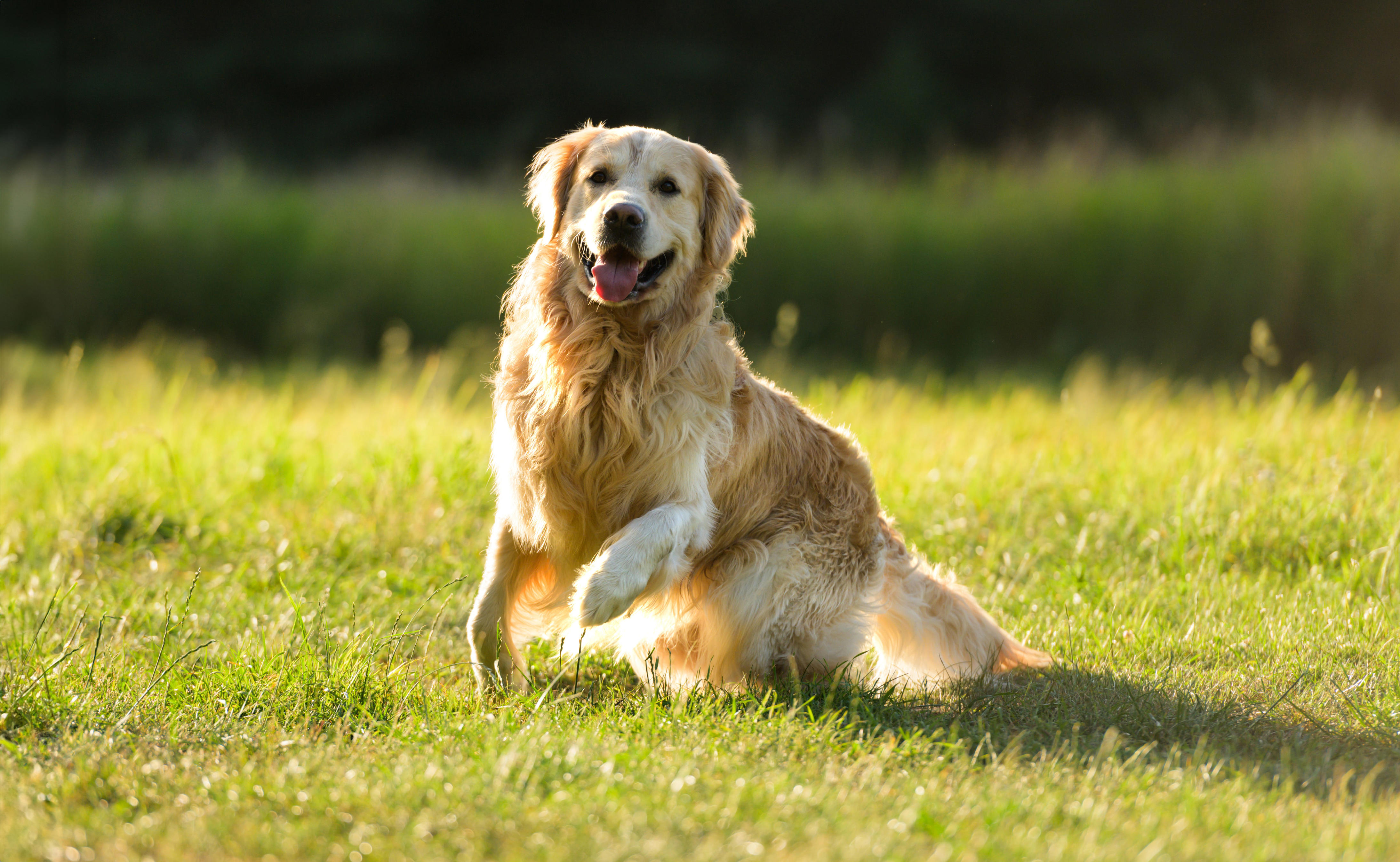 What are the most popular dog names in U.S. 2025? Here's top dog names ...