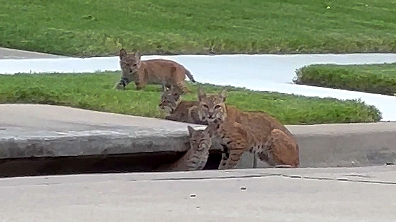 Bobcat family explore Texas neighborhood