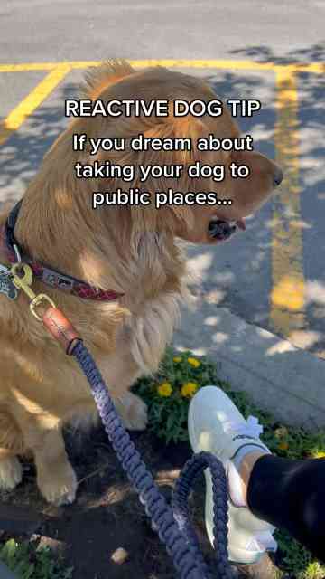 Reactive Dog Training Tips – How to Calm and Desensitize Your Dog