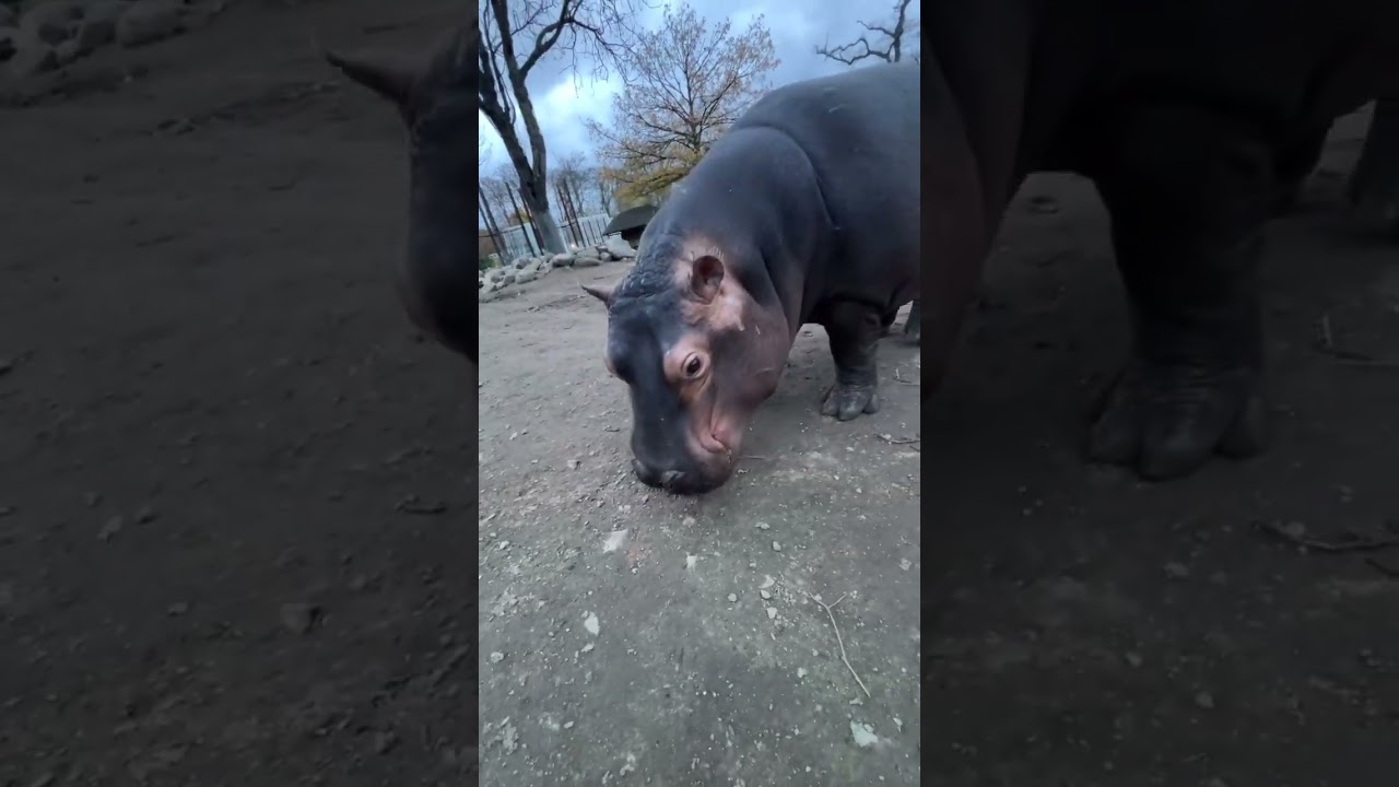 Adorable baby hippo chases a friend in the green grass