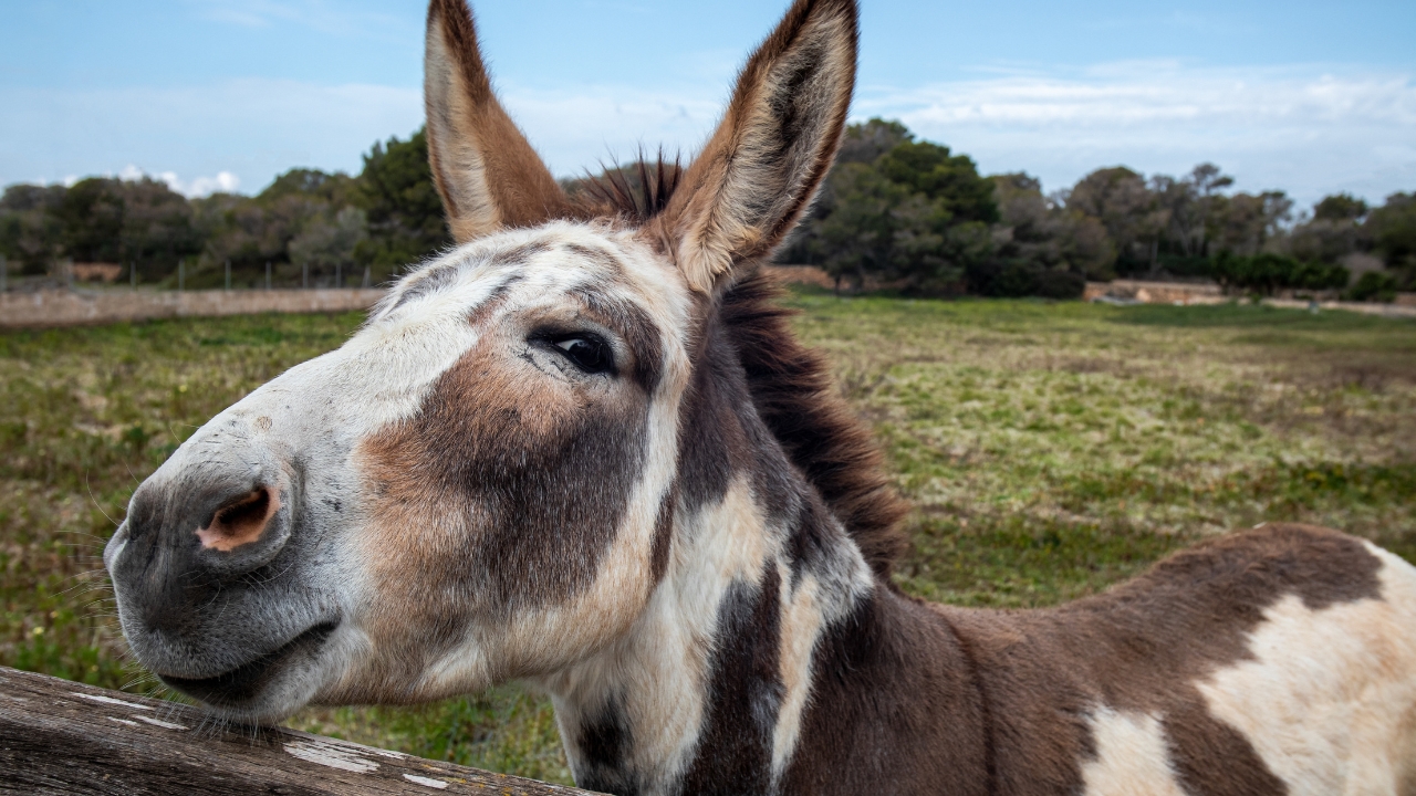 8 Animals With Personalities You Won’t Forget