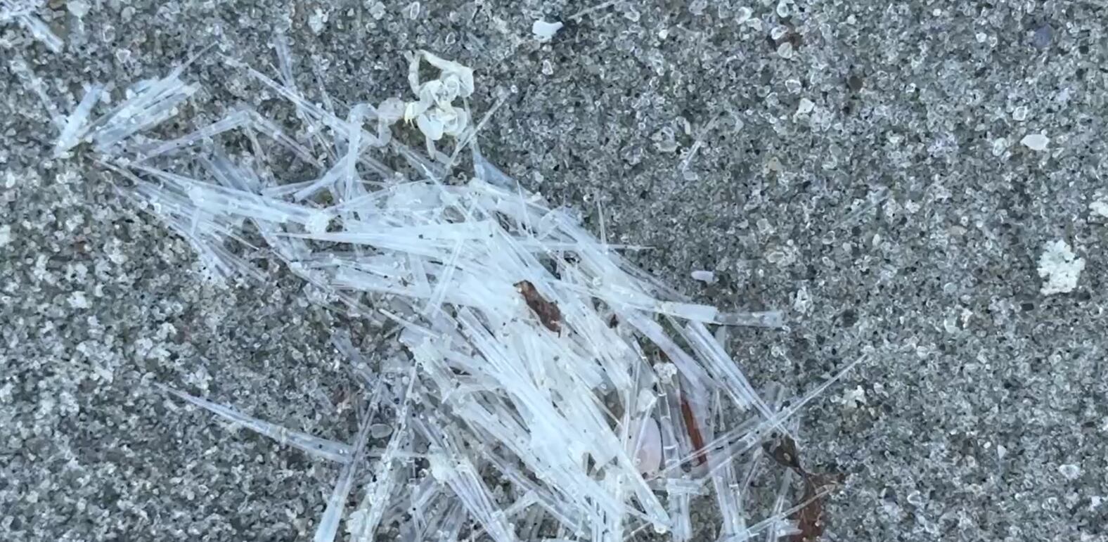 ‘Pins and needles’: S.C. beachgoers notice strange creature on shore