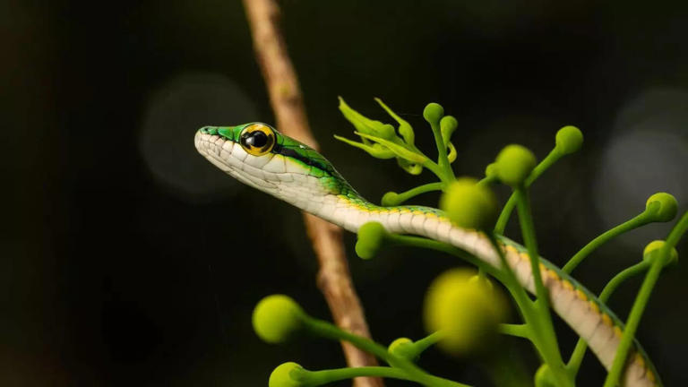 Meet the slender, mildly venomous parrot snake: Facts, habitat, and ...