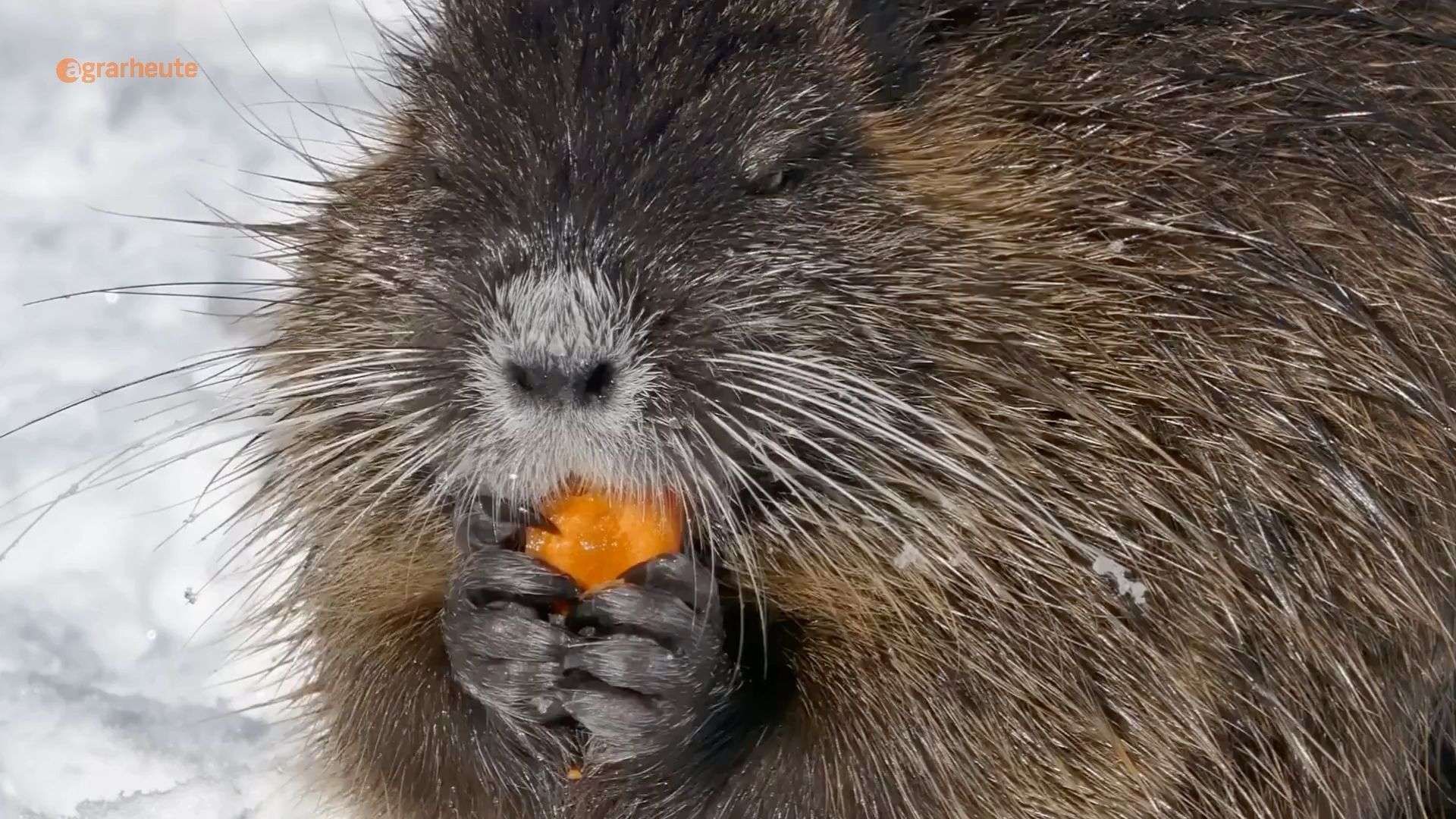 Was unterscheidet Biber, Nutria und Bisamratte?