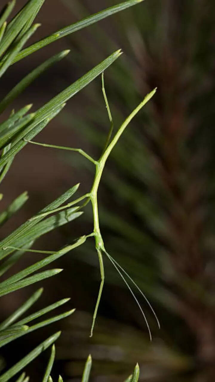 Small world indeed: 8 creatures that resemble plants