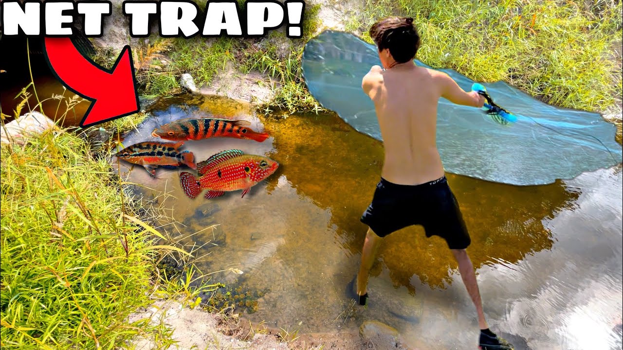 Net Trap Catches Exotic Bait Fish to Feed My Hungry Pond Pets