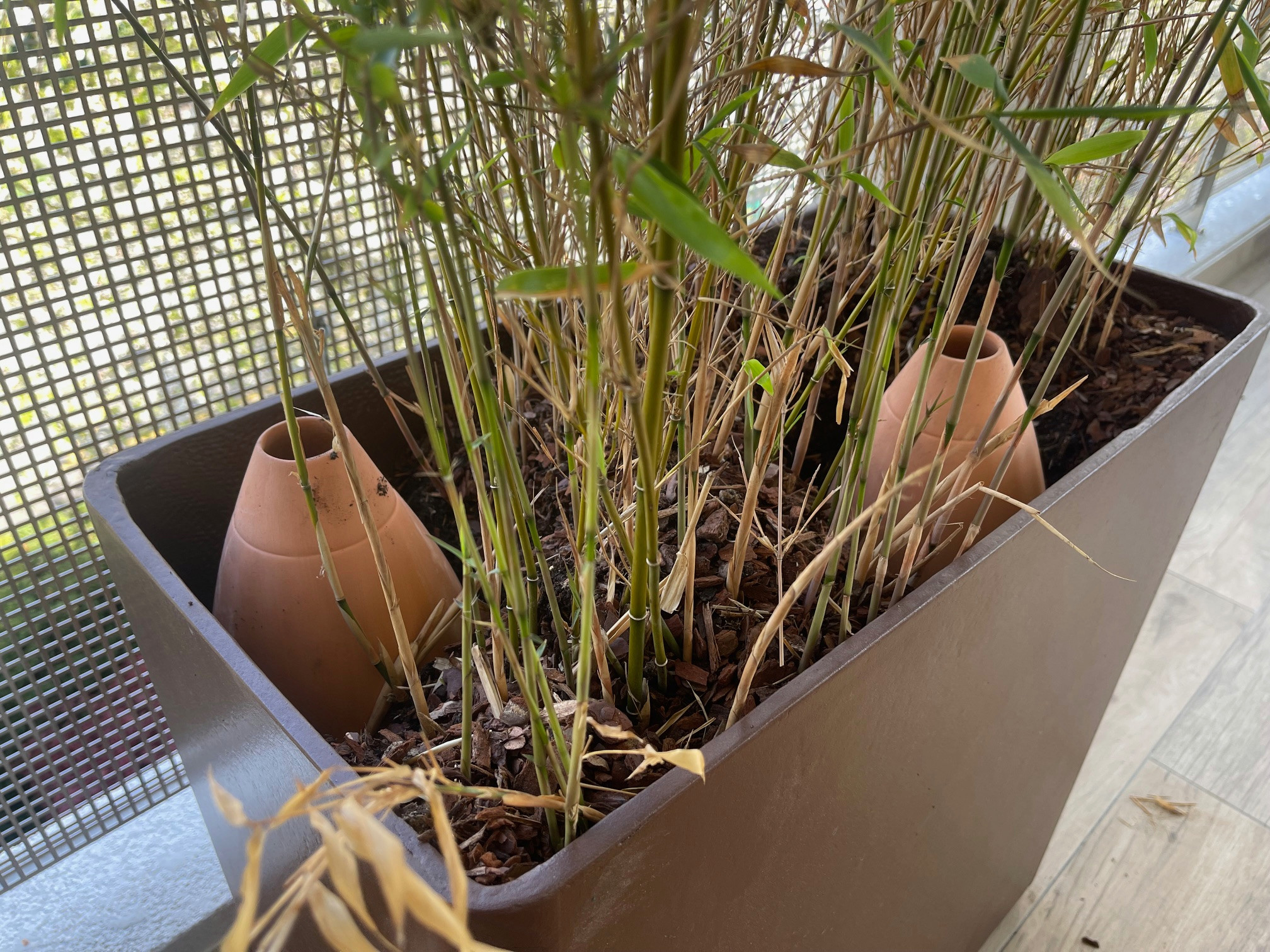 Le olla, l’arrosage intelligent et écologique au jardin