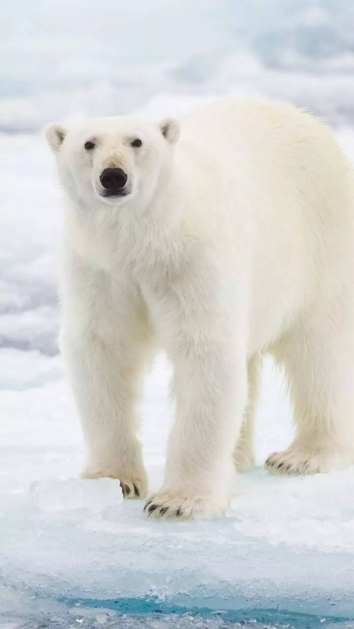 10 powerful predators that rule the animal kingdom