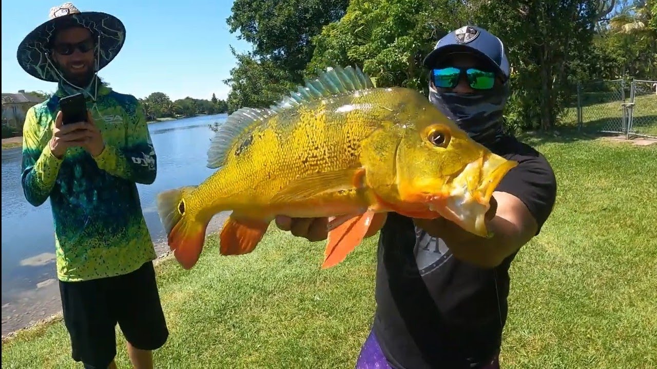How we found monster fish hiding in a Miami canal