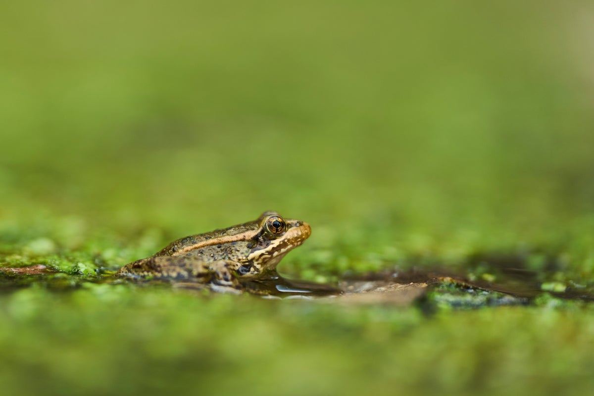 Trump’s walls threaten wildlife on the US-Mexico border. This frog ...