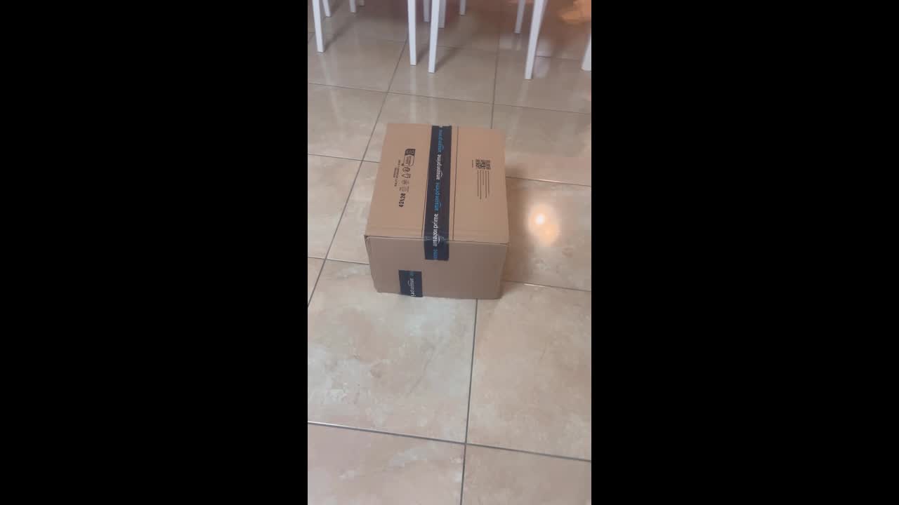 Cardboard box roams through the house before revealing a meerkat inside