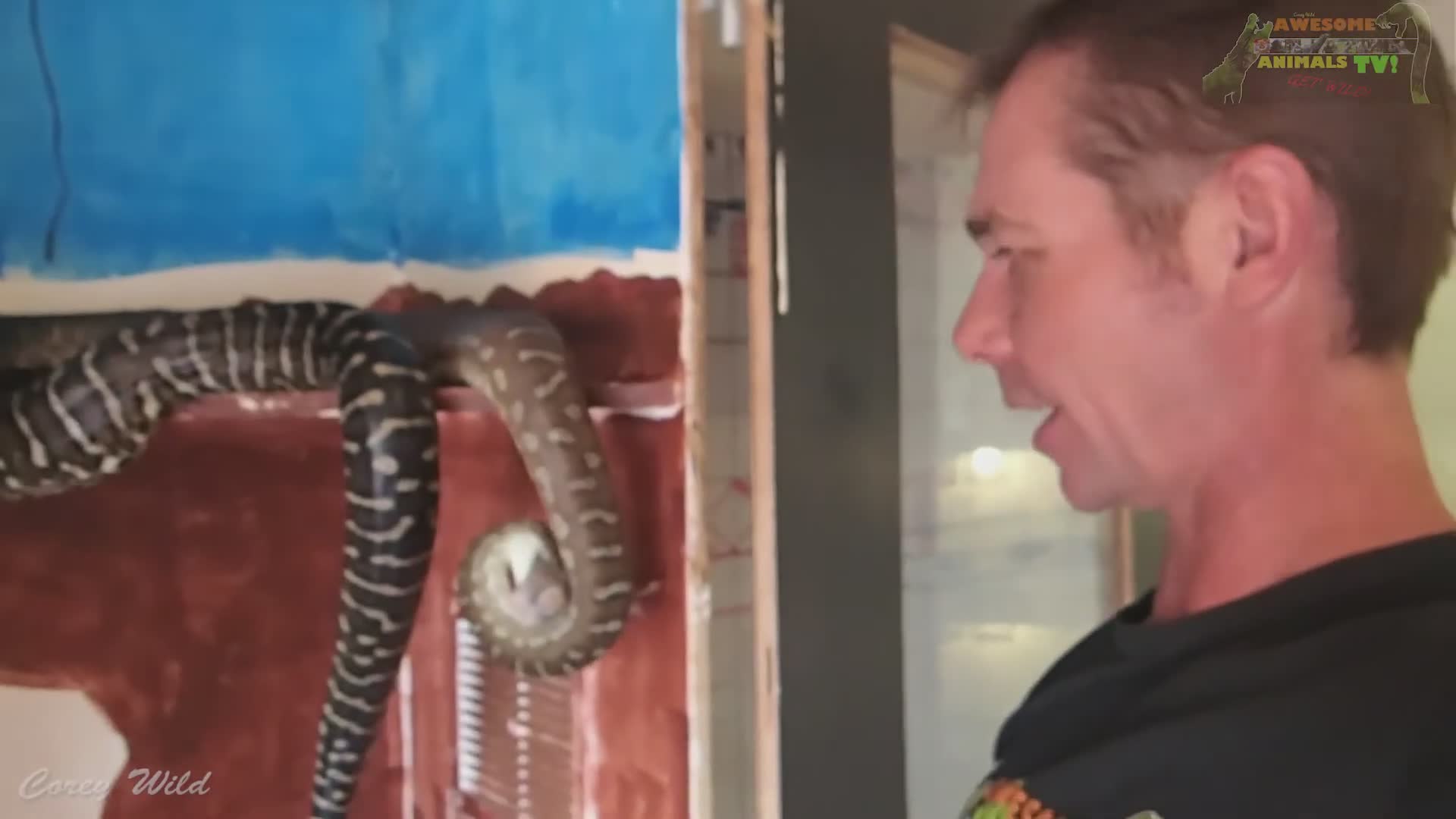 Feeding venomous snakes and rare pythons | Snake charmer wild adventures