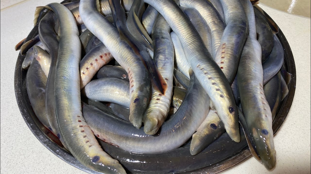 How to Make Eel Kebab - Snake Fish Style