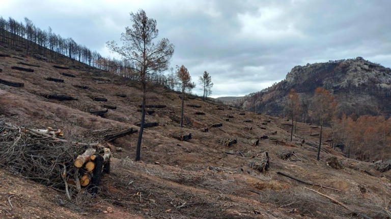 Missouri's Sam Horn out indefinitely; Blake Craig out for year
