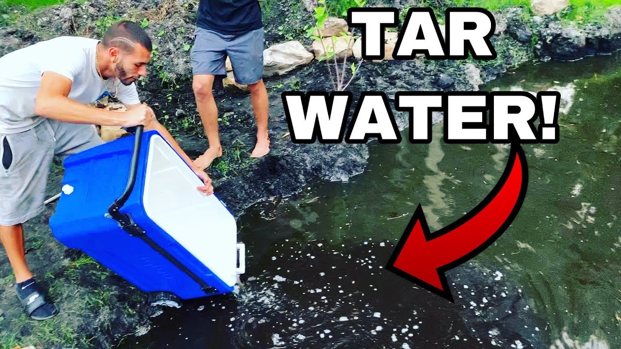 Black Tar Water Fish Released Into Their Brand-New Pond
