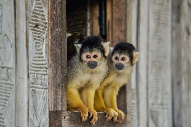Why Exotic Pets Could Be Riskier Than You Think
