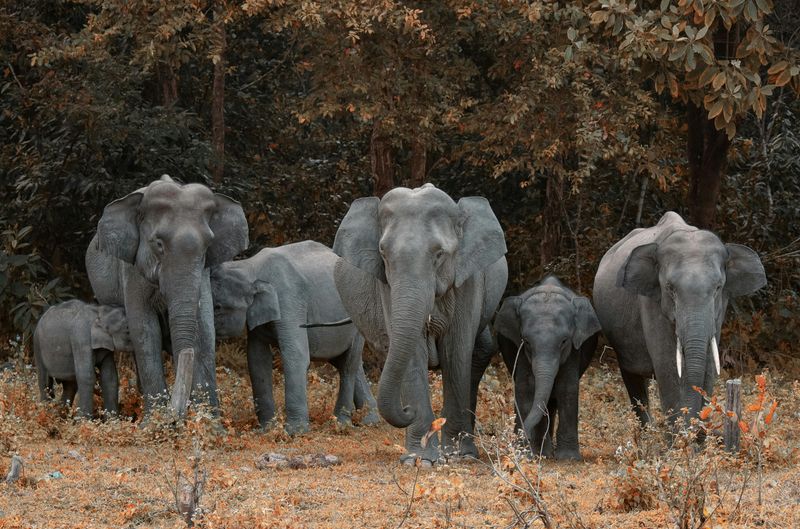7 Animals That Connect With Humans On The Deepest Levels