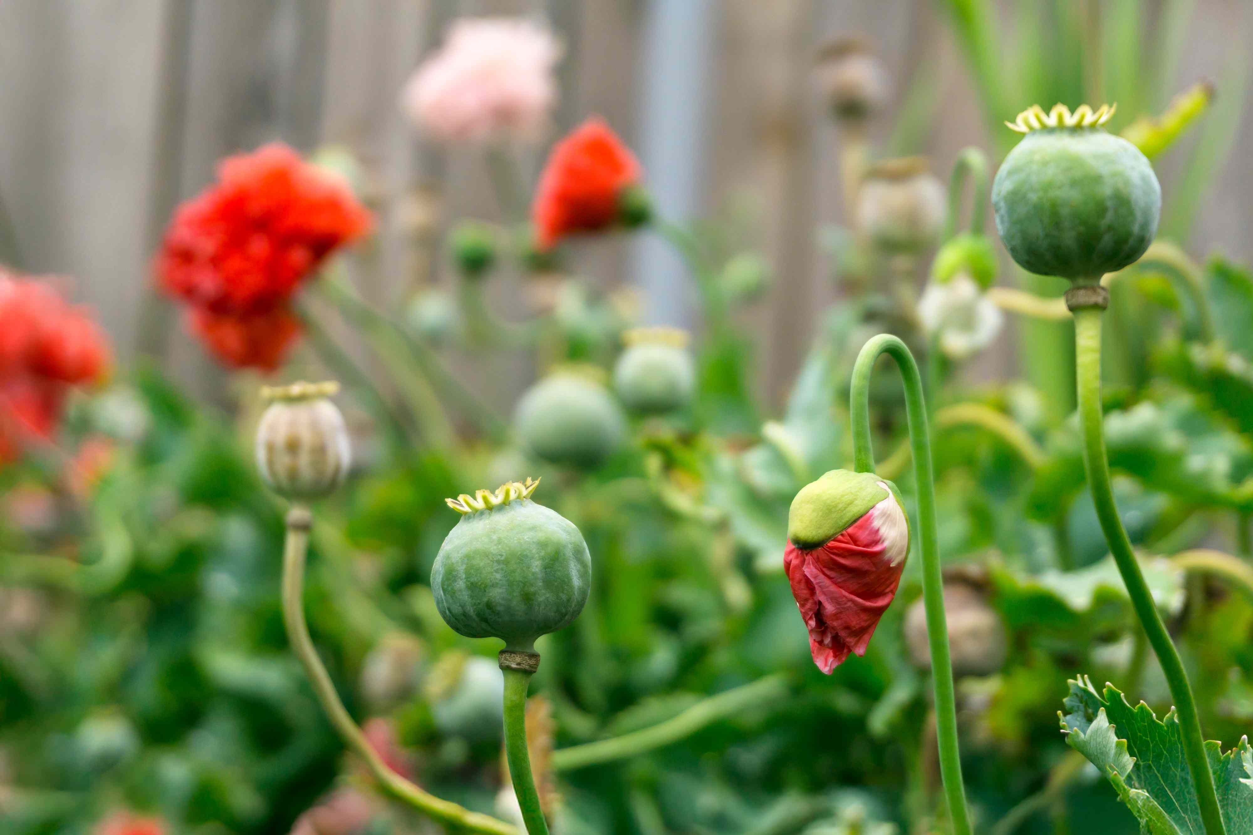 Still Deadheading? 6 Signs That It's Time to Let Nature Take Over