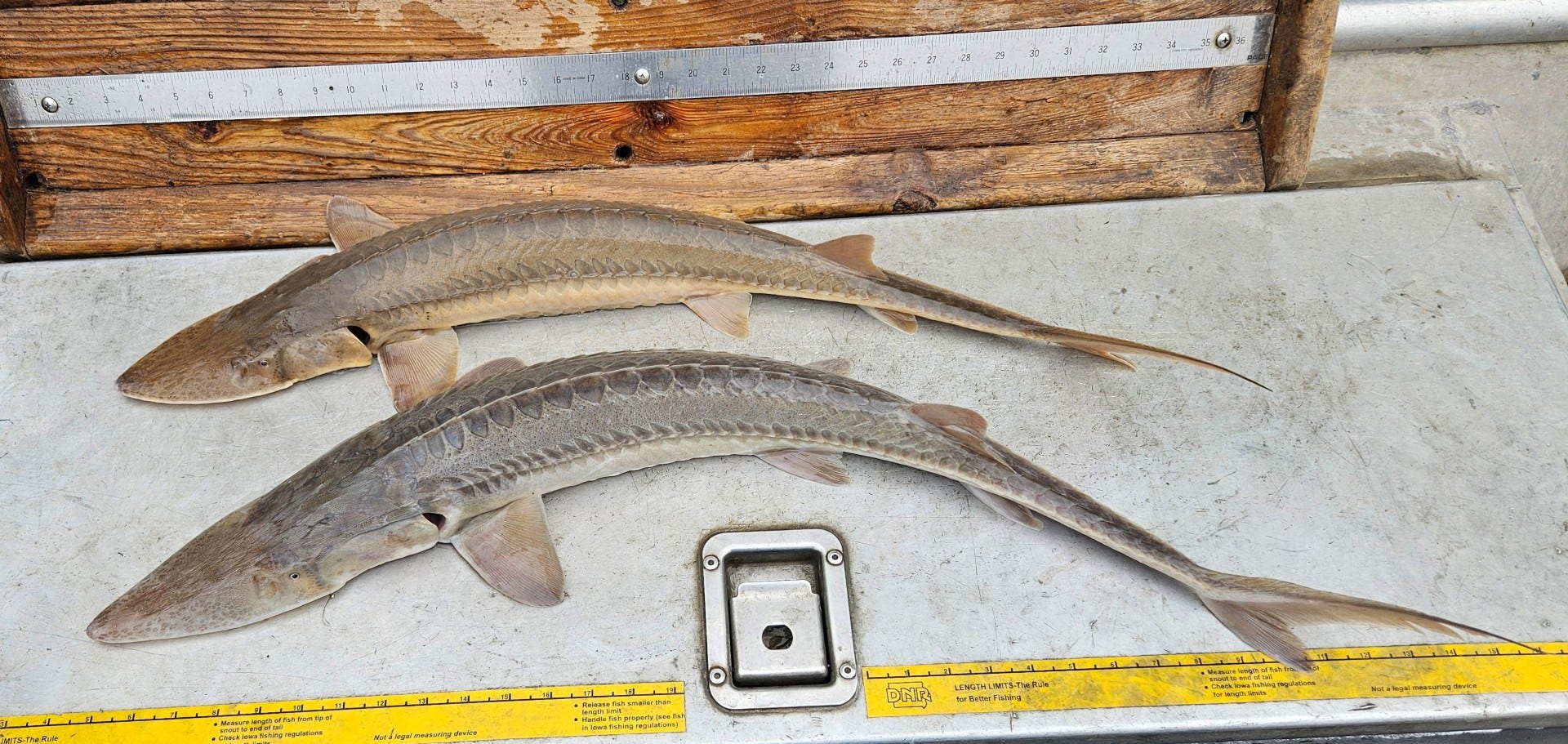 'You can't get rarer than that:' Iowa DNR finds two endangered fish in ...