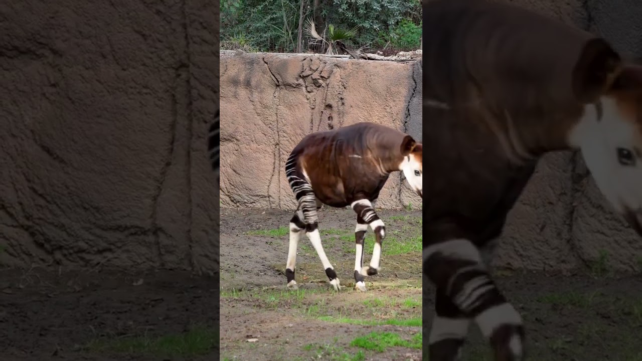Unlikely Friends: Okapi and Duiker Bond at Zoo