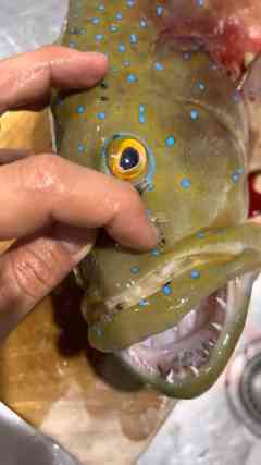 OUCH! Fish Overrun with Lice Hits the Beach