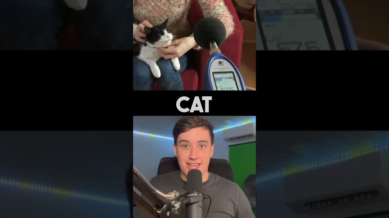 How one cat earned the title of loudest meow on record