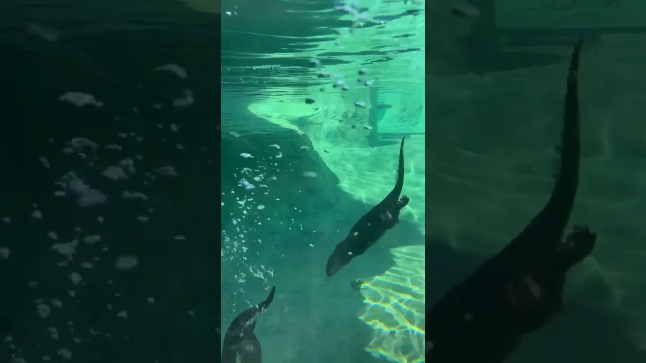 Otters swim gracefully through the sparkling water